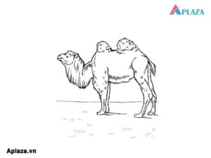 Tải về các mẫu tranh tô màu con Lạc Đà đẹp cho bé - Aplaza